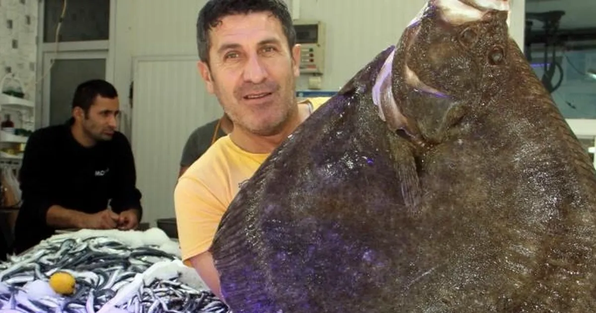 8,5 kilogram ağırlığındaki kalkan balığı ağlara takıldı - Bursa Hakimiyet