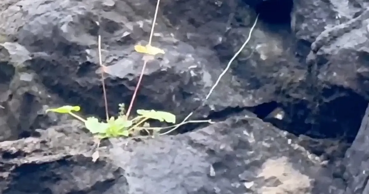 Amasra'da kayalardan sarkan kablolar paniğe neden oldu - Bursa Hakimiyet