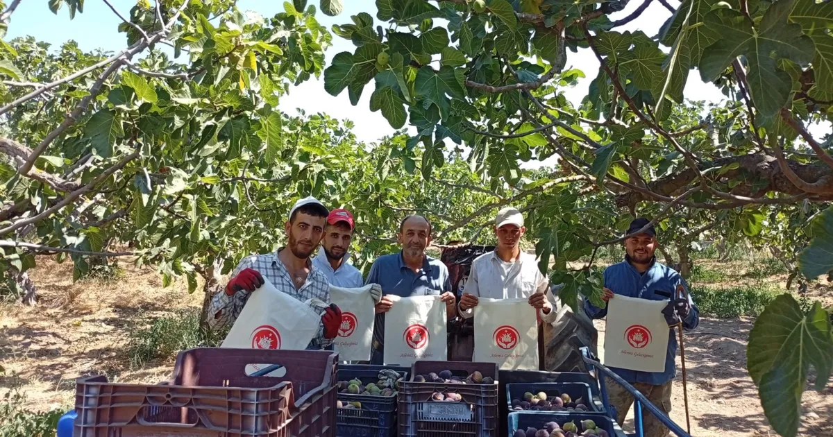 Bursa'da coğrafi işaretli siyah incir toplayan işçilere 'Aile Yılı'nın ...