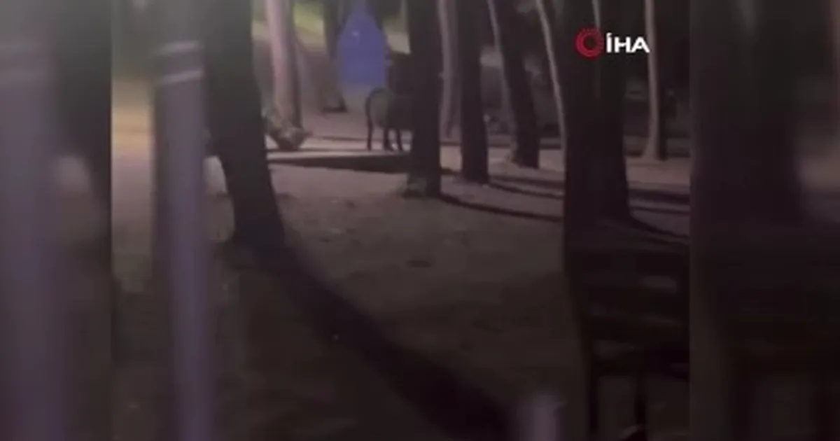 Bursa'da aç kalan domuzlar Nilüfer Kent Ormanı'nda yiyecek aradı ...
