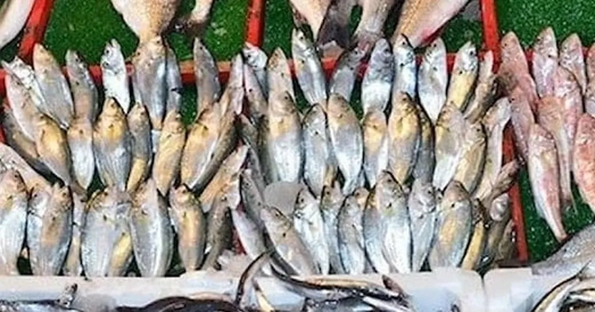 Balık da artık cep yakıyor! Levrek ve lüfer yüzde 200 zamlı - Bursa ...