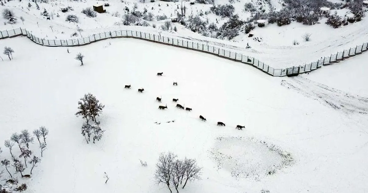 Türkiye’nin ilk fauna alanında kış güzelliği - Bursa Hakimiyet