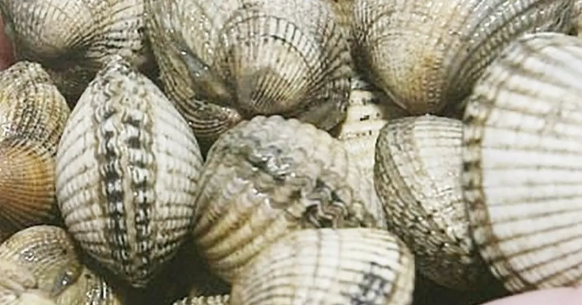 Virüs gibi yayılan kanser keşfedildi - Bursa Hakimiyet