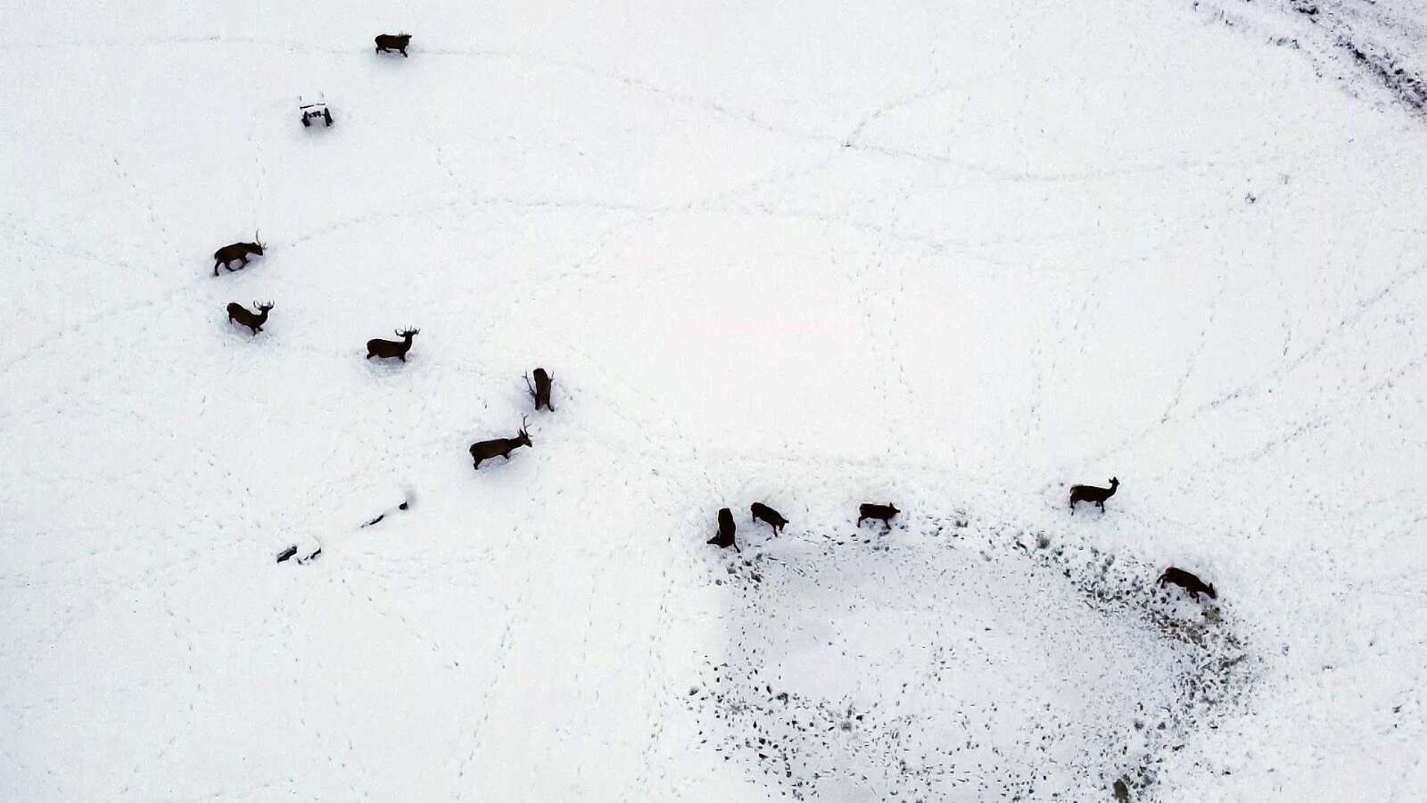 Türkiye’nin ilk fauna alanında kış güzelliği - Bursa Hakimiyet
