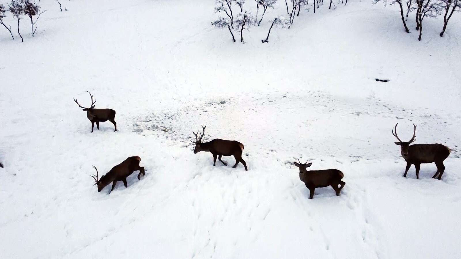 Türkiye’nin ilk fauna alanında kış güzelliği - Bursa Hakimiyet