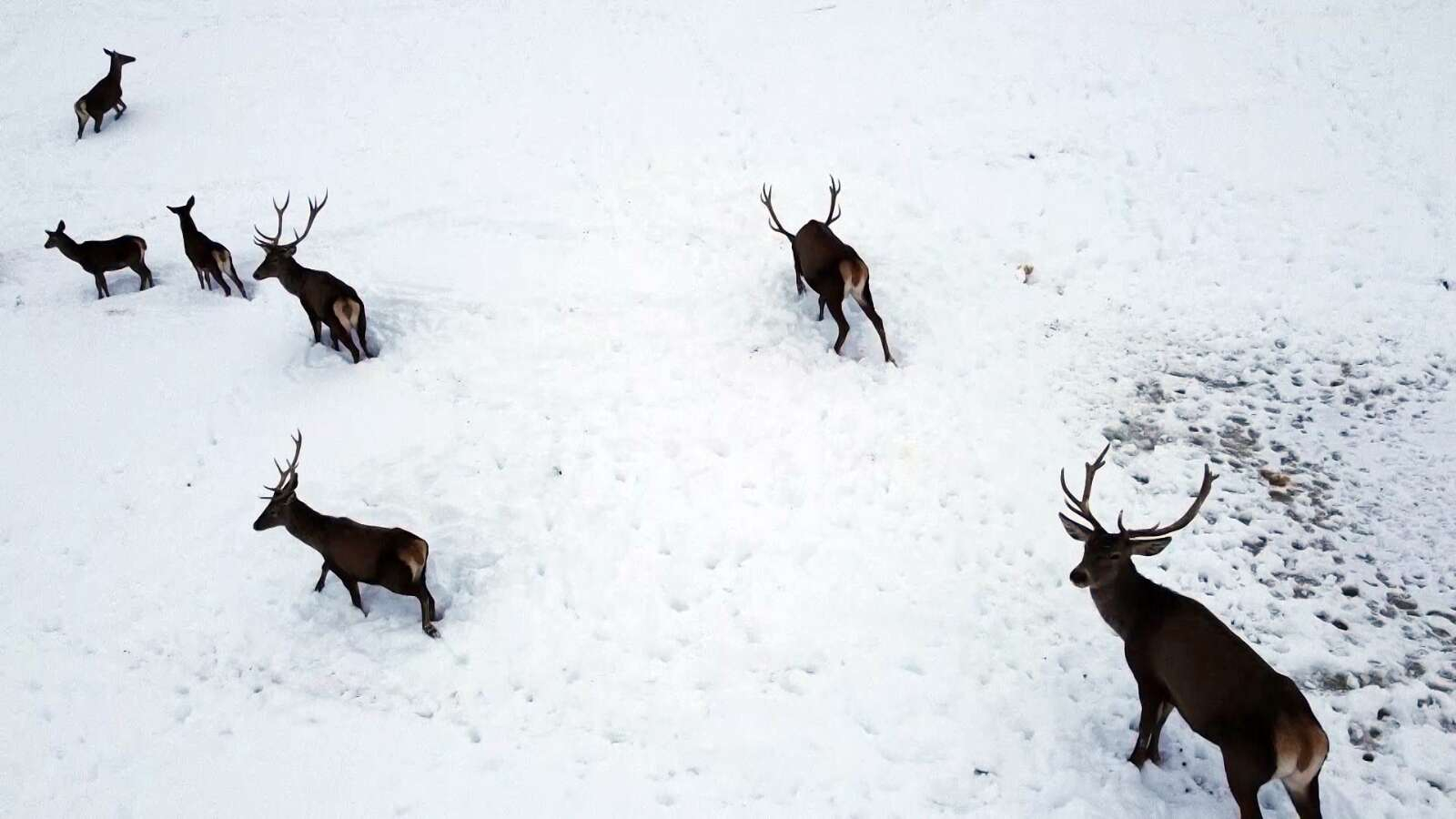 Türkiye’nin ilk fauna alanında kış güzelliği - Bursa Hakimiyet