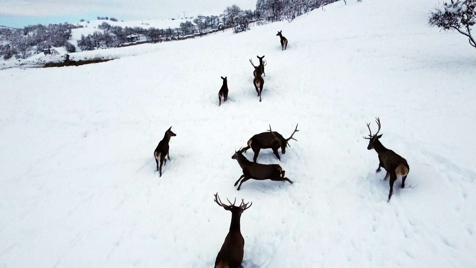 Türkiye’nin ilk fauna alanında kış güzelliği - Bursa Hakimiyet