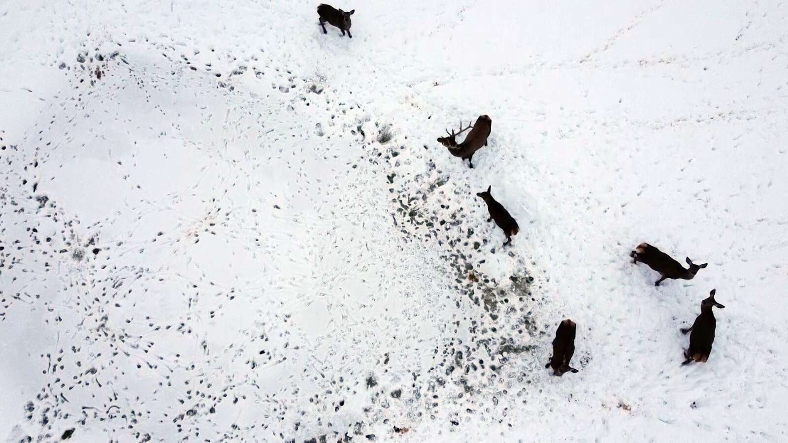 Türkiye’nin ilk fauna alanında kış güzelliği - Bursa Hakimiyet