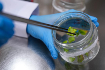 Türk bilim insanları bibere acılığı veren geni susturdu - Bursa Hakimiyet