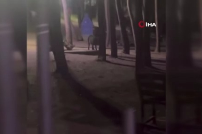 Bursa'da aç kalan domuzlar Nilüfer Kent Ormanı'nda yiyecek aradı ...